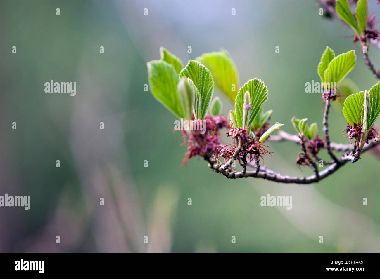 Spring is on its way Stock Photo - Alamy