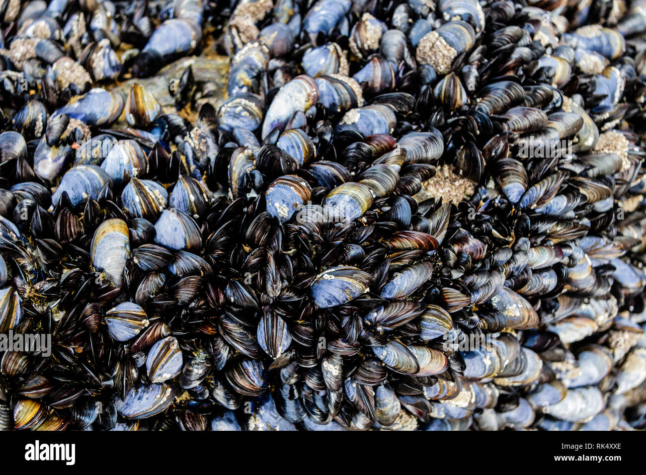 Shellfish on a Cornish beach Stock Photo - Alamy