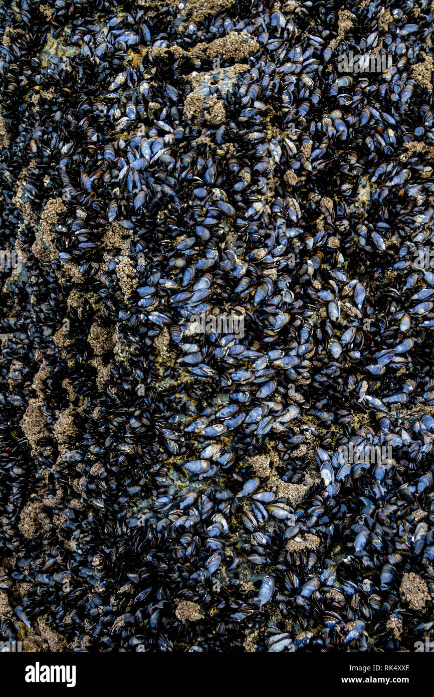Shellfish on a Cornish beach Stock Photo - Alamy