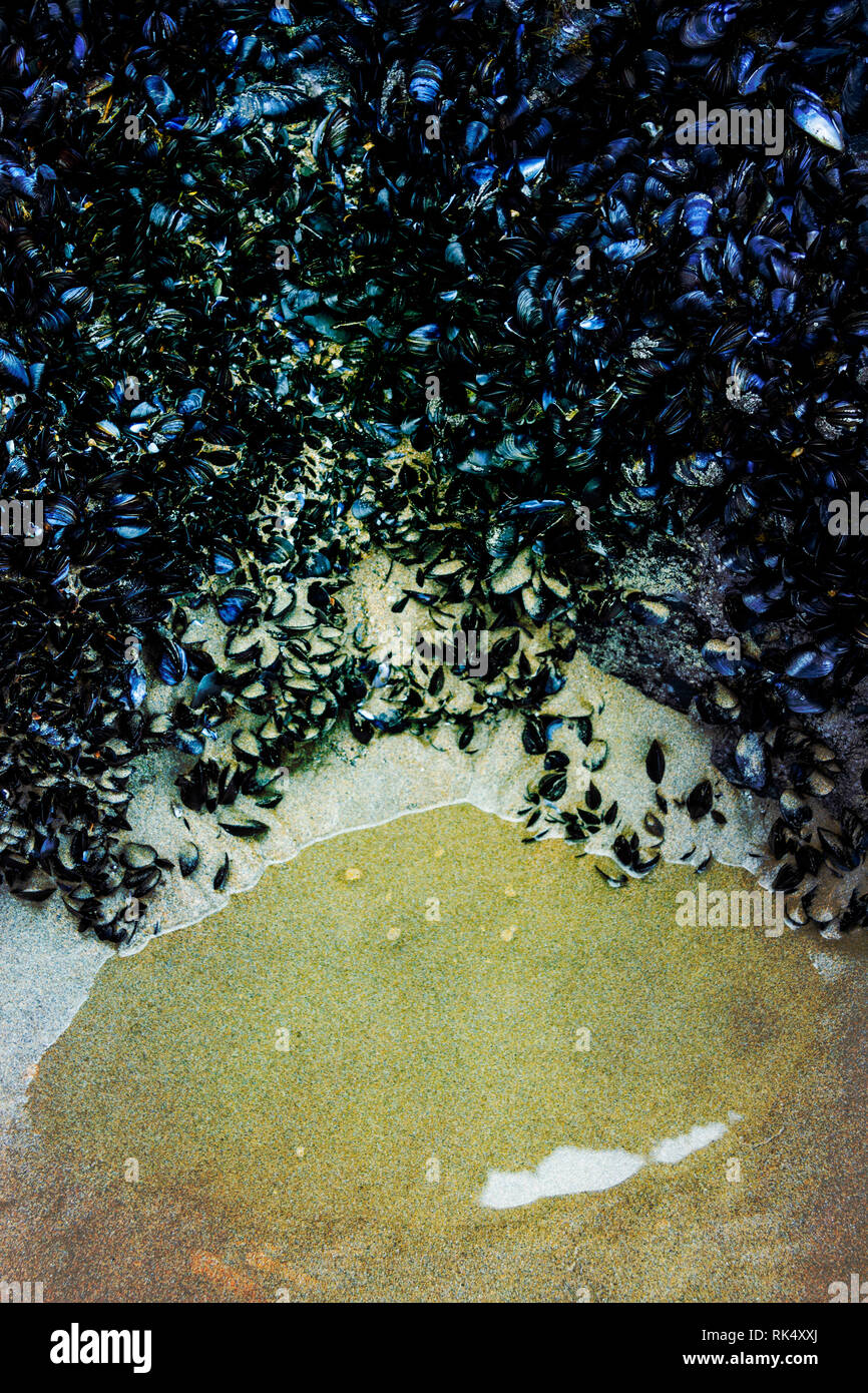 Shellfish on a Cornish beach Stock Photo - Alamy