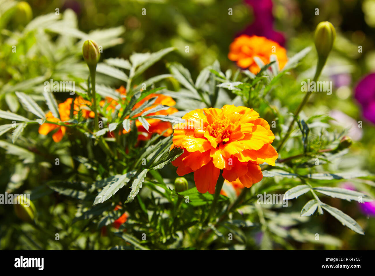 Aztec marigolds hi-res stock photography and images - Alamy