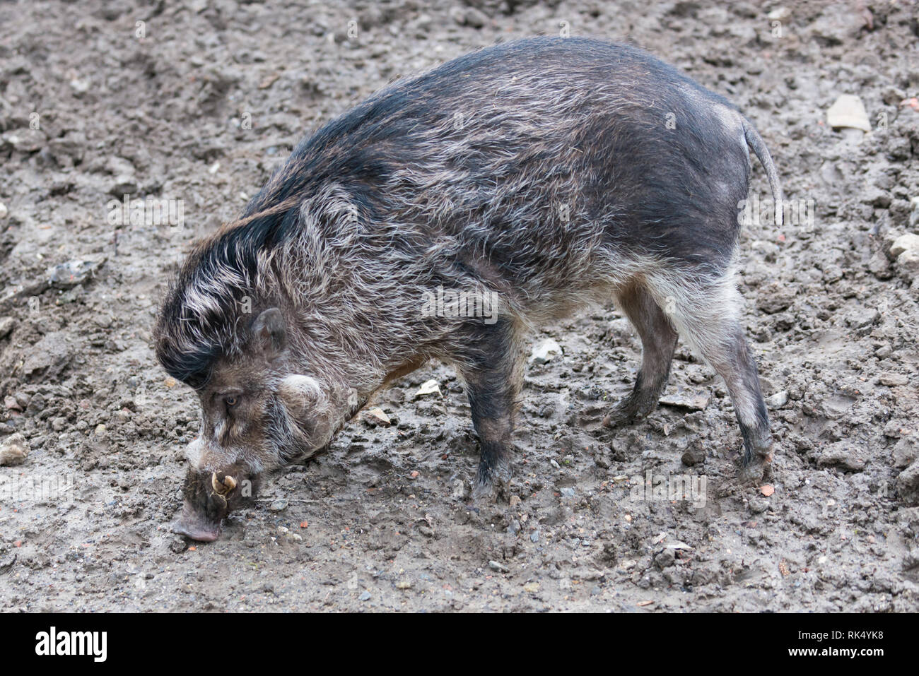Male Visayan Warty Pig / Sus Cebifrons Stock Photo - Alamy