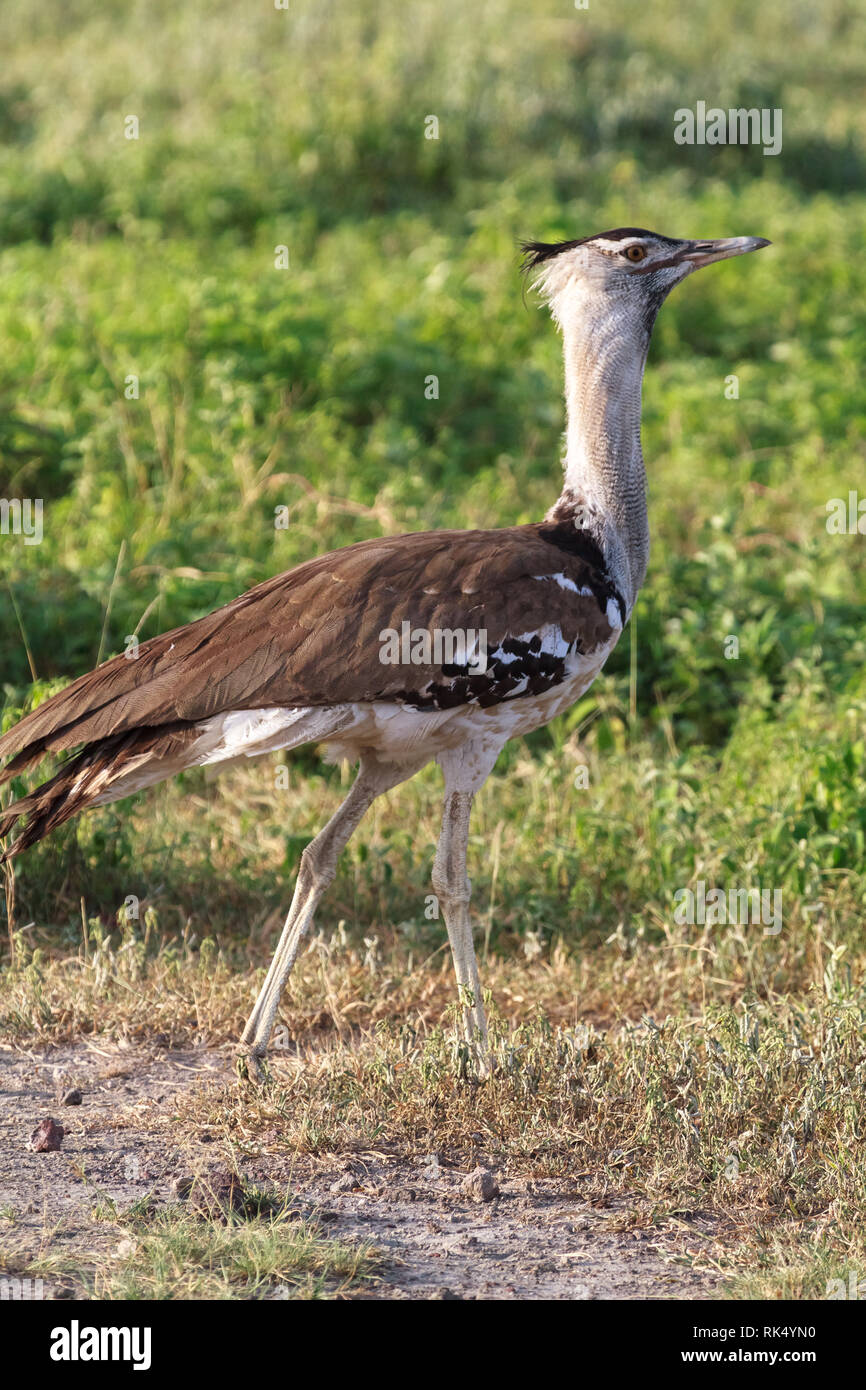 Portrait of very big bustard in the grass. Savanna of NgoroNgoro ...