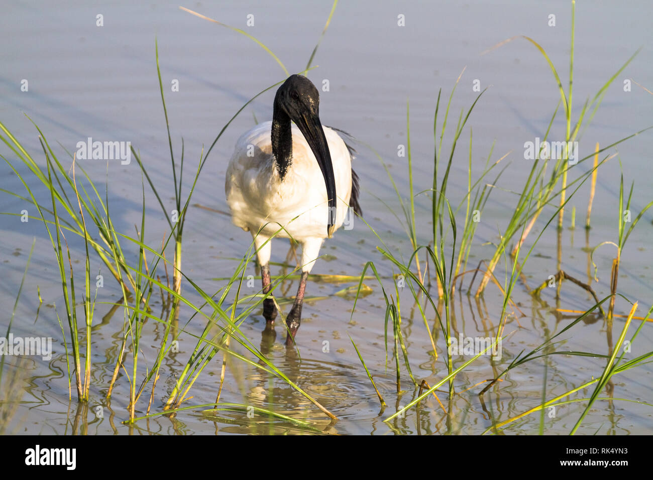 Portrait african ibis on the water. NgoroNgoro, Tanzania Stock Photo ...