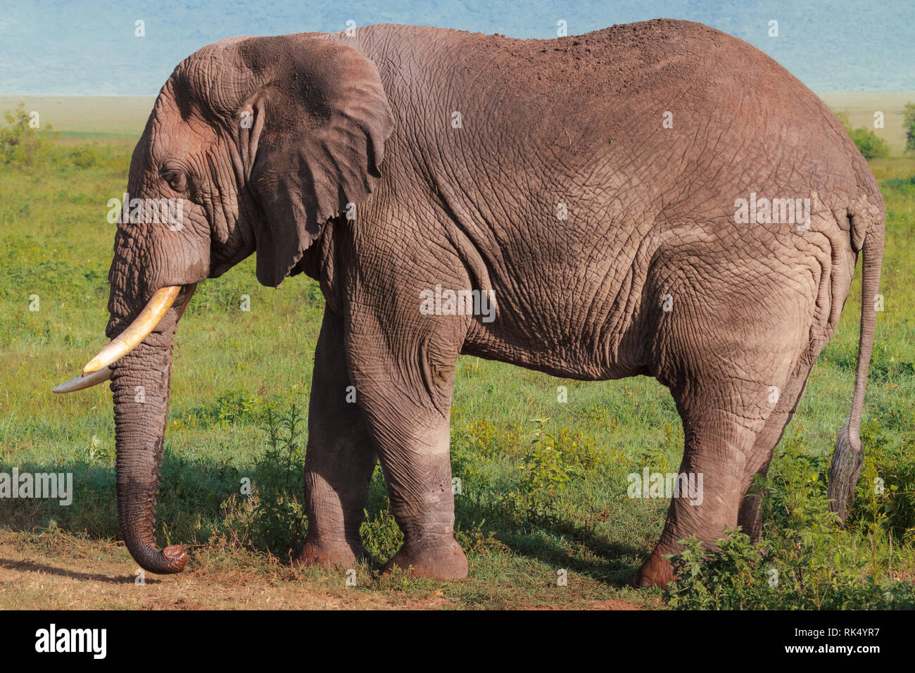 A very large african elephant. NgoroNgoro, Tanzania Stock Photo - Alamy