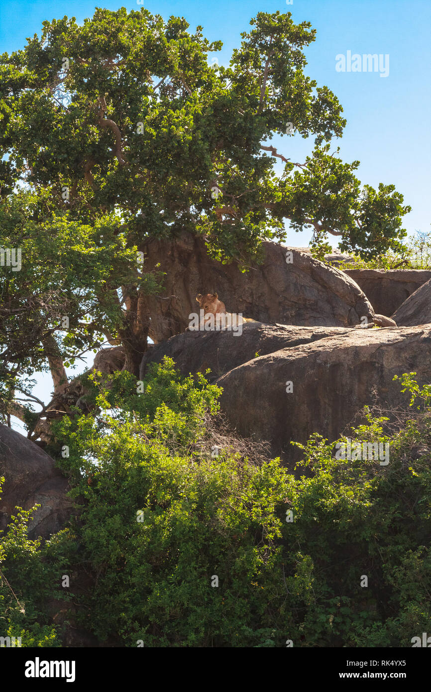 Lazy predator sleeping on a rock. Lioness from the Serengeti, Tanzania ...