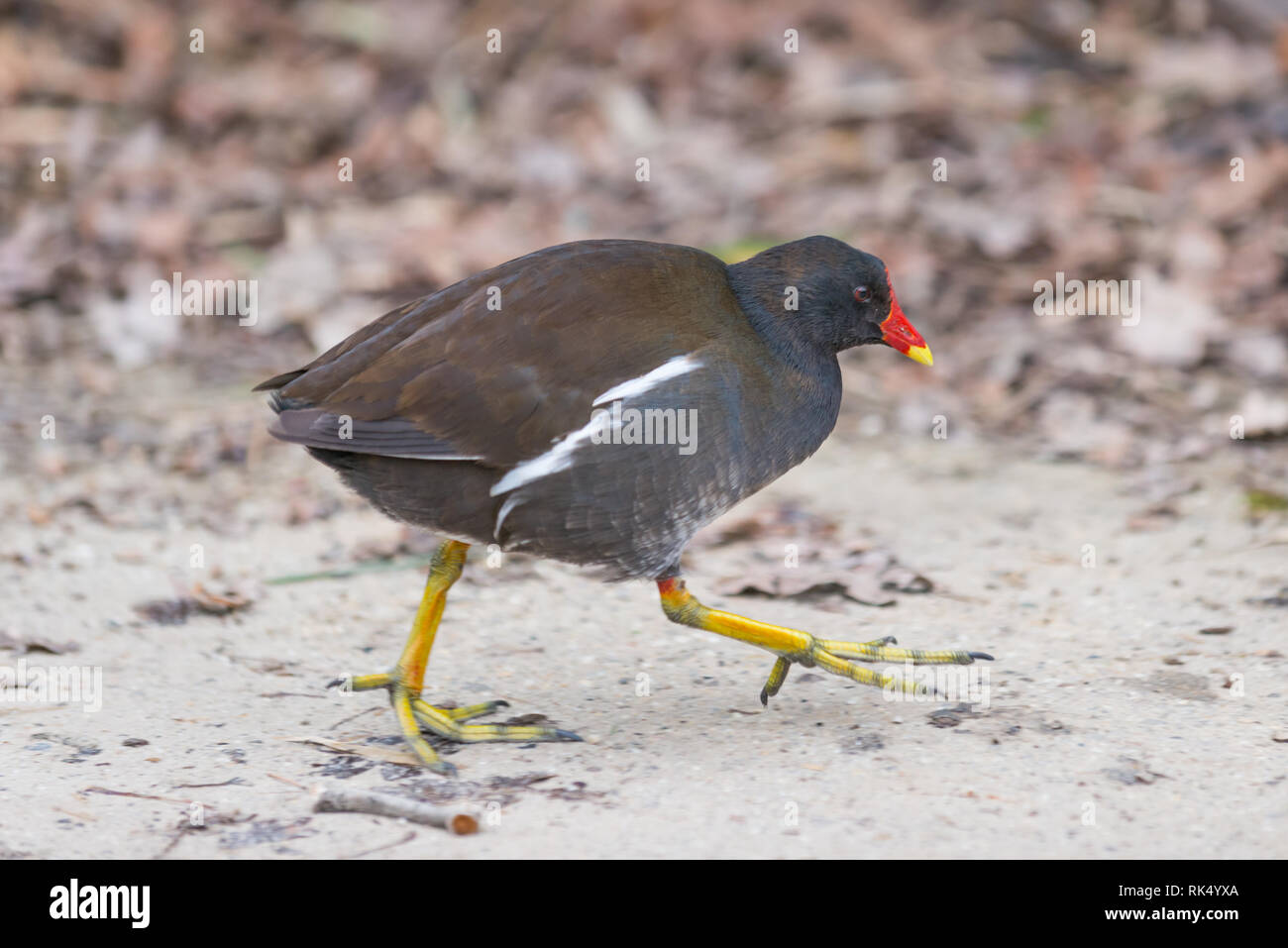 Waterhen / Gallinula Chloropus / Swamp chicken / Common moorhen Stock ...