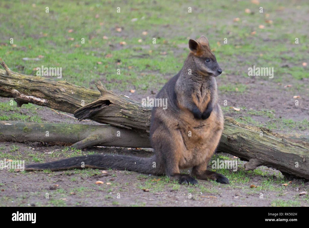 Brown kangaroo hi-res stock photography and images - Alamy