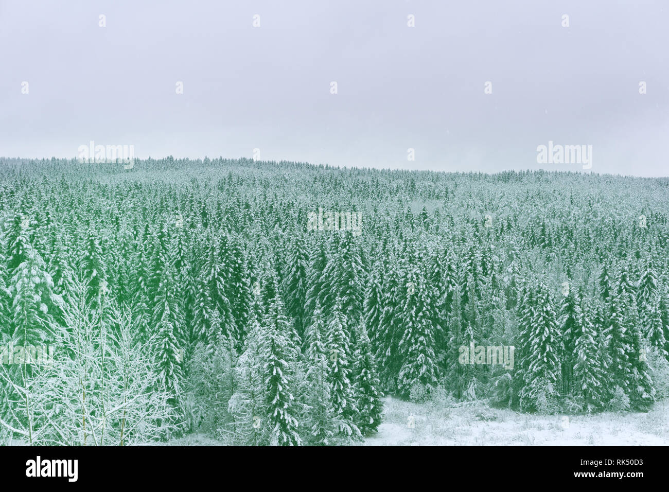 Aerial view of evergreen trees atlantic colorful Stock Photo - Alamy