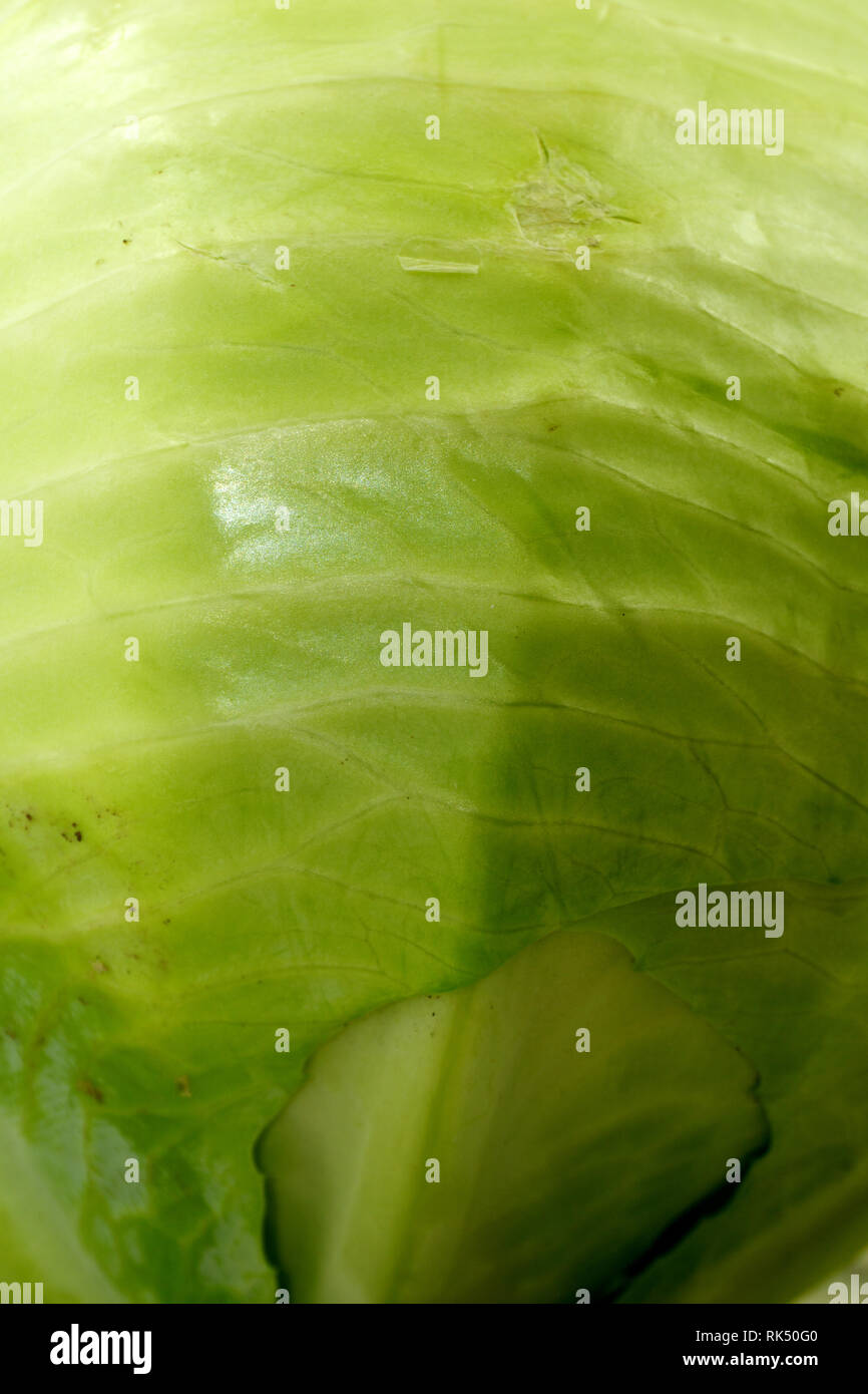 Green cabbage isolated on white background cooking cutting Stock Photo ...