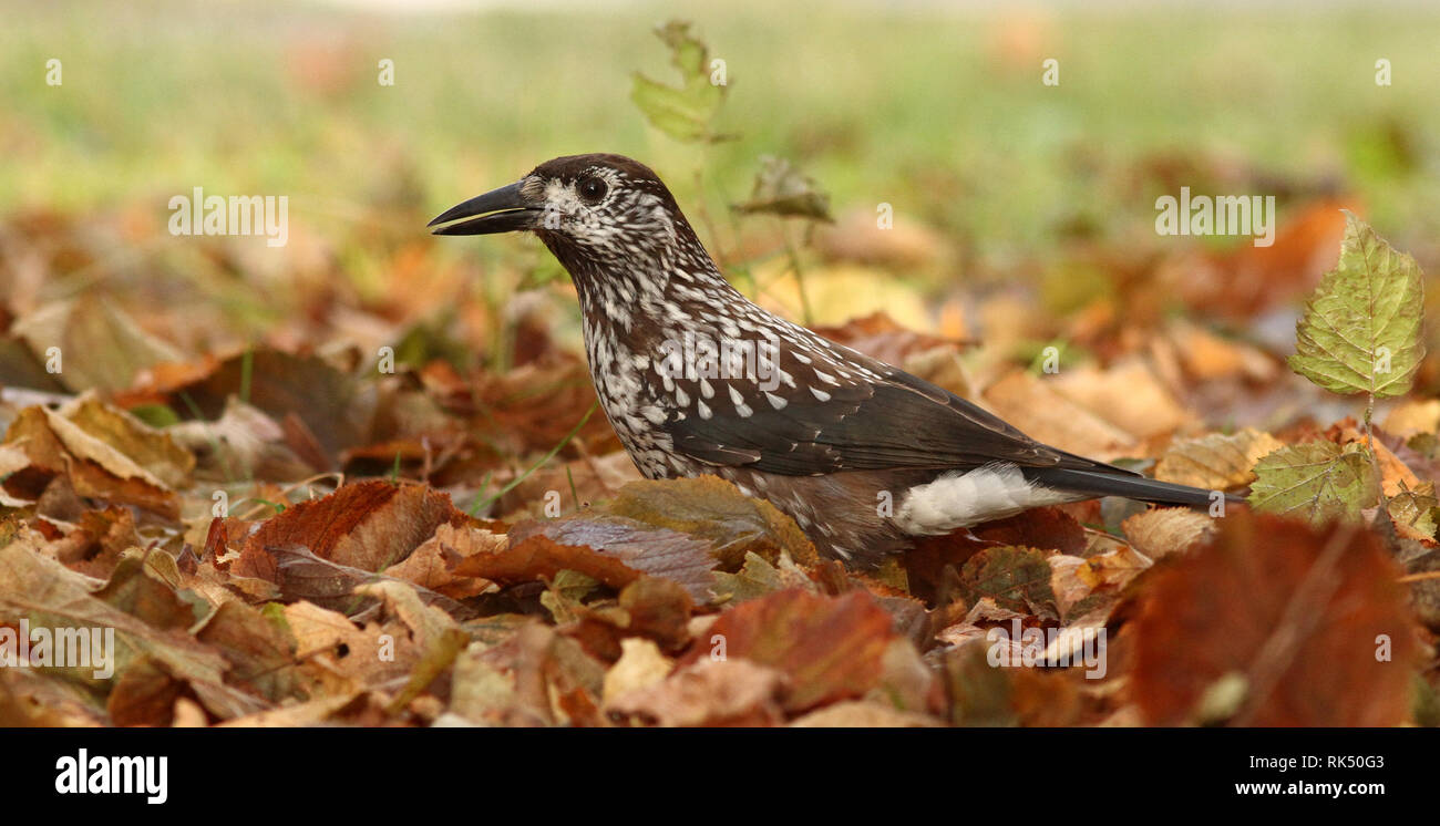 Nutcracker, Spotted nutcracker, Eurasian nutcracker on ground with ...