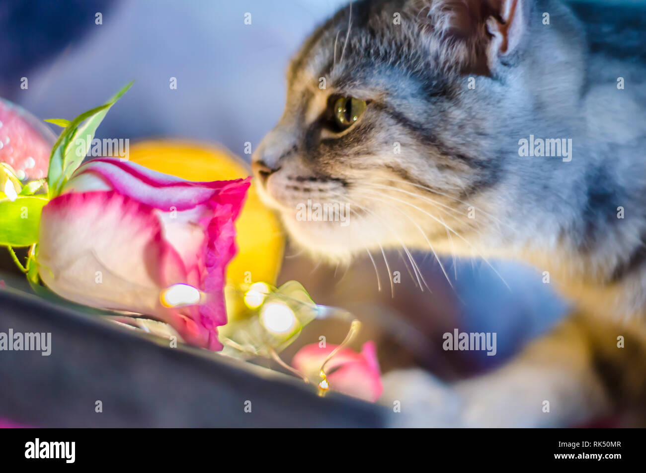 White cat smelling flower hi-res stock photography and images - Alamy