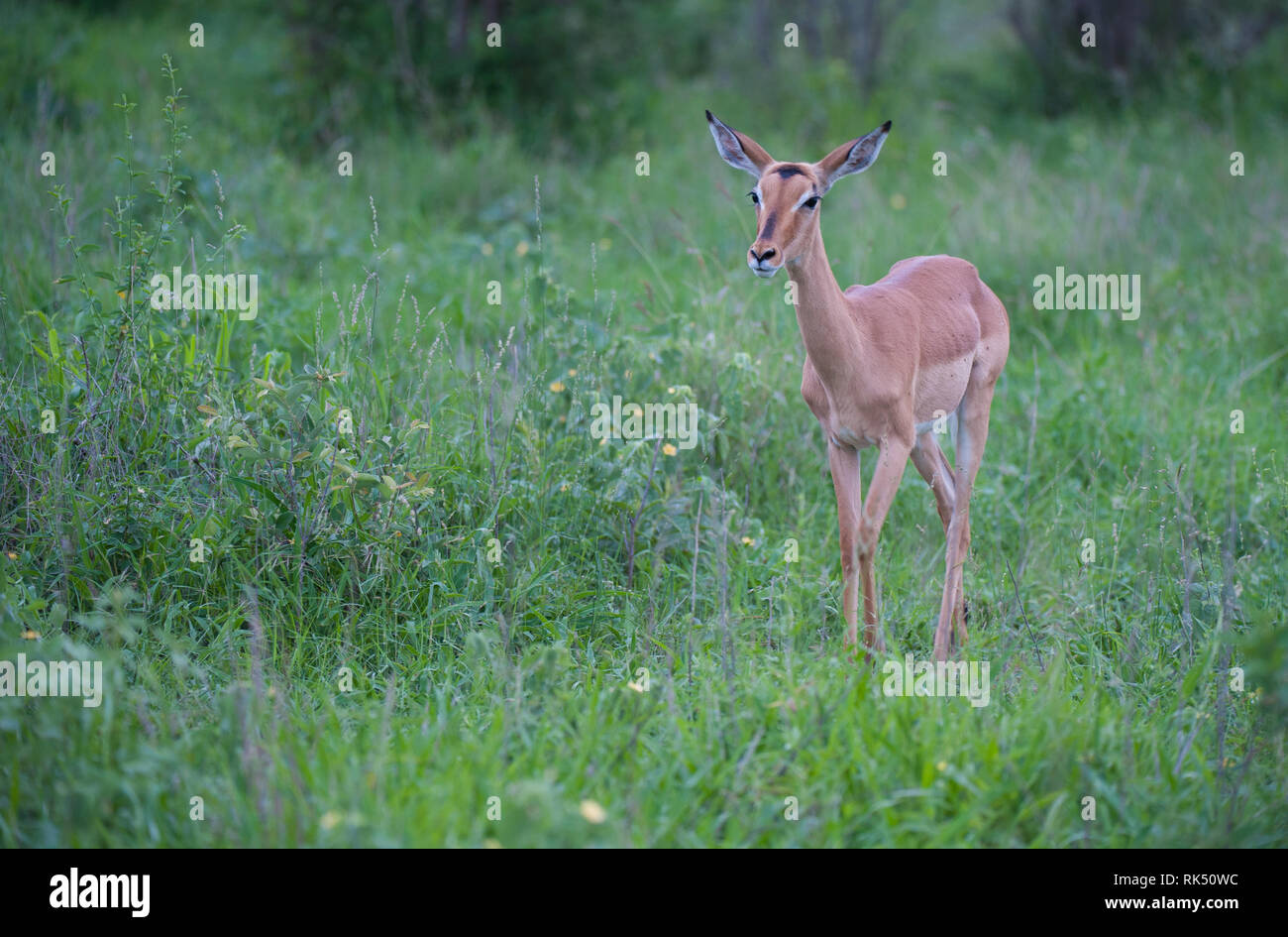 Rearing antelope hi-res stock photography and images - Alamy