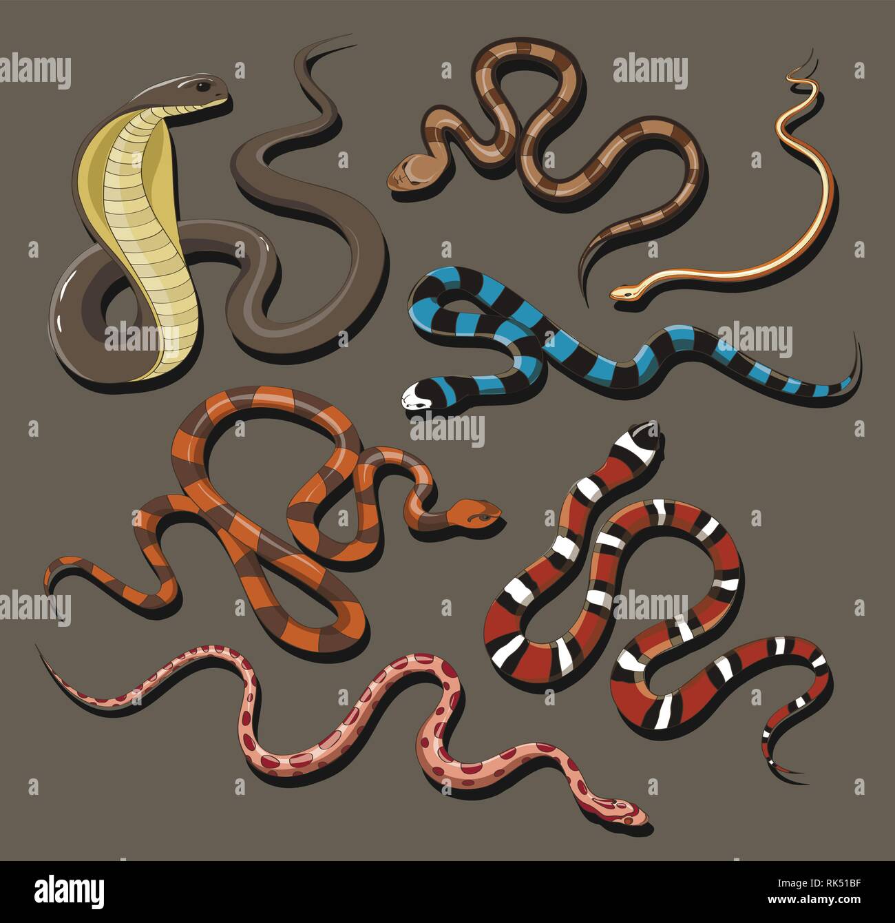 Hand drawn Snake set. Snakes elongated, legless, carnivorous reptiles ...