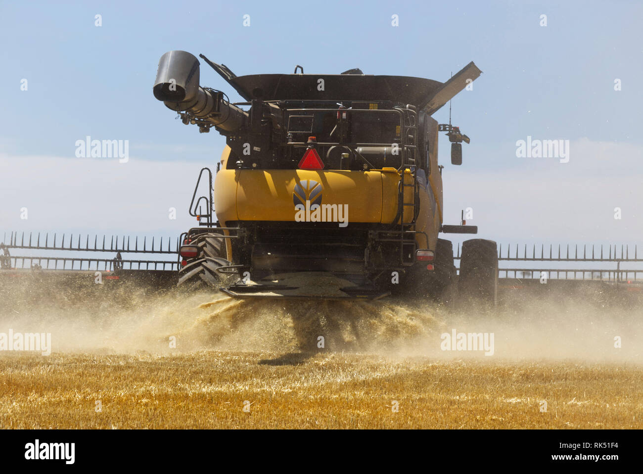 Barley harvesting with combine harvester (New Holland) near Lock Eyre ...