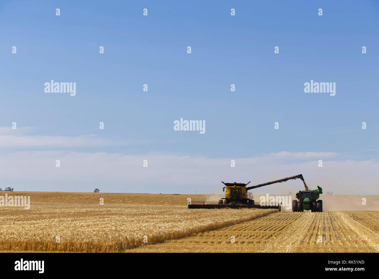 Barley harvesting with modern wide comb combine harvester (New Holland ...