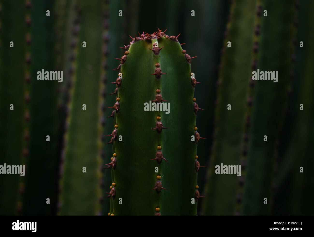 close up of a cactus Stock Photo - Alamy