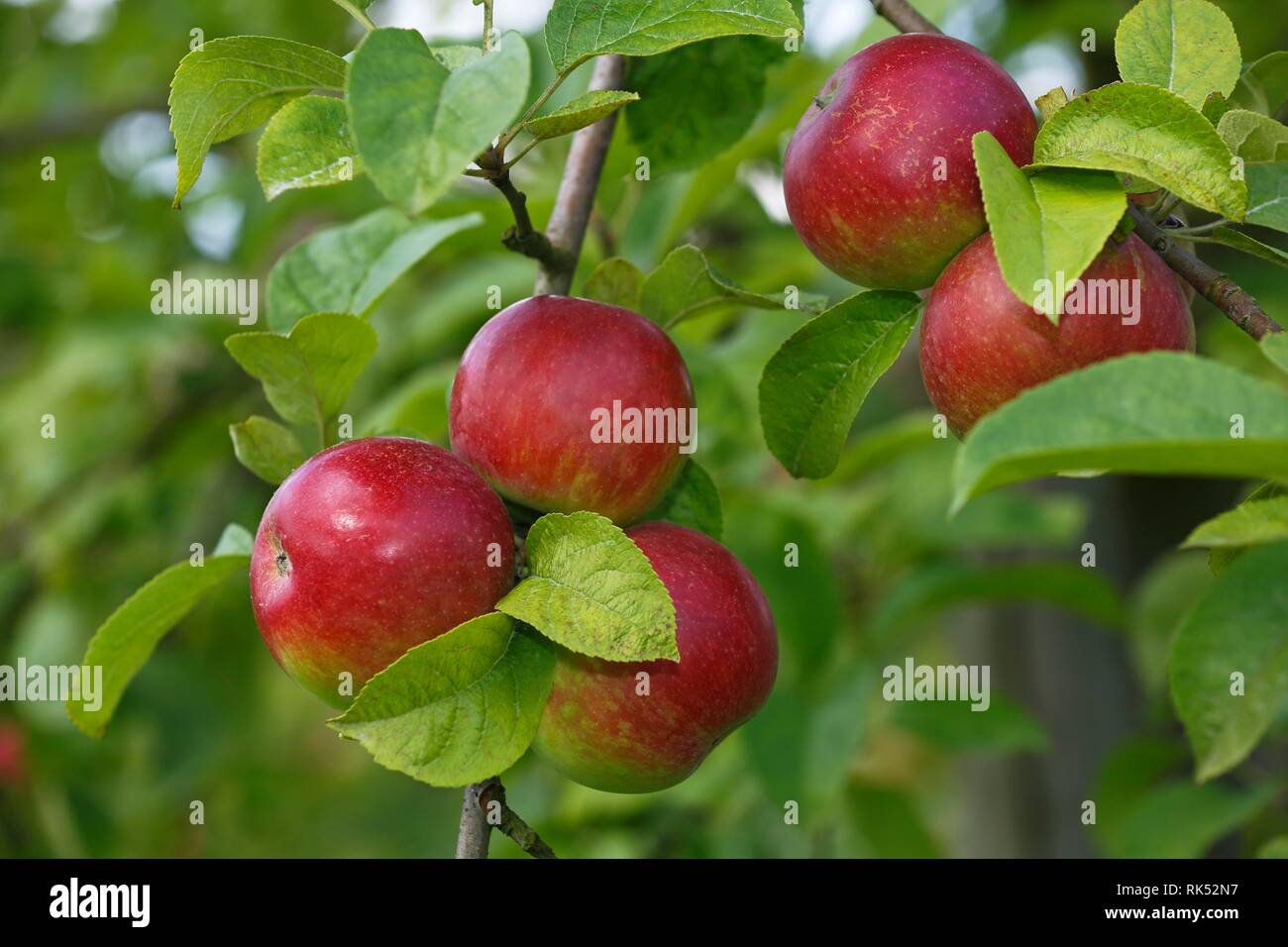 Red apples at Apple tree (Malus domestica), variety Mc.Intosh Rogers ...