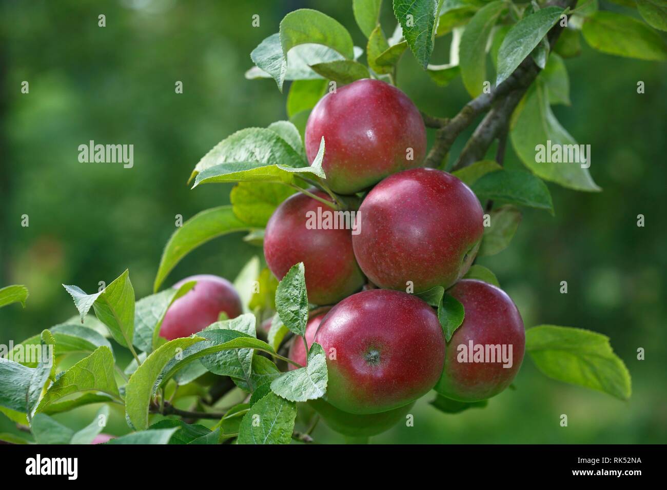 Malus domestica berner rosenapfel apple berner rosenapfel hi-res stock ...
