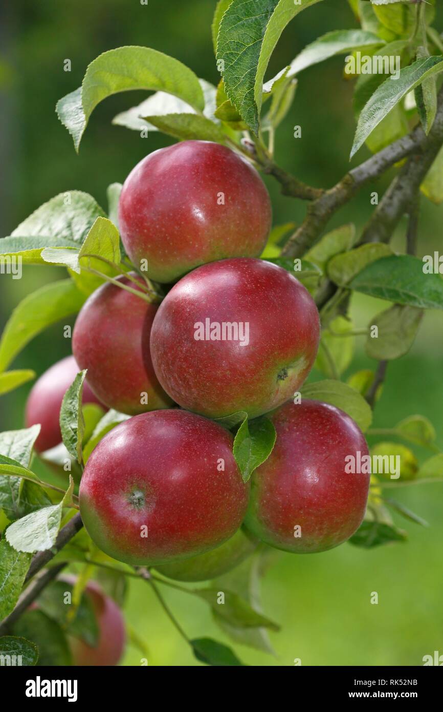 Malus domestica berner rosenapfel apple berner rosenapfel hi-res stock ...