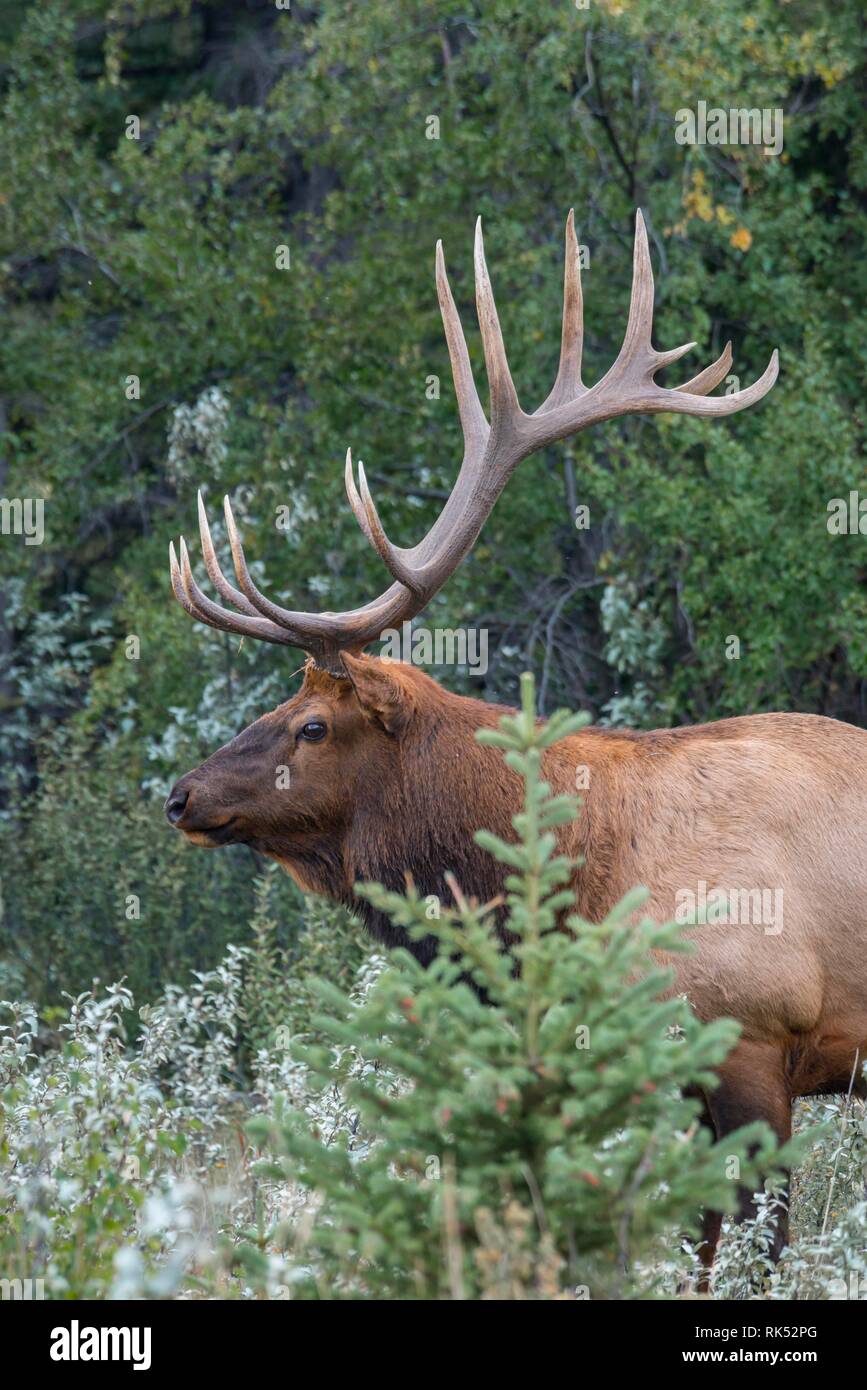 American elk Deer bull with antlers (Cervus canadensis) standing in the ...