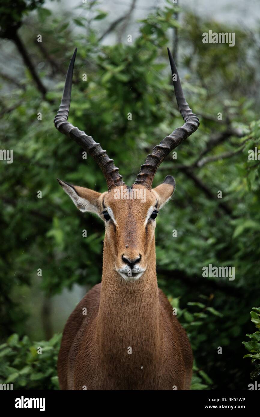 Impala (Aepyceros), male, animal portrait, Hluhluwe Park, South Africa ...