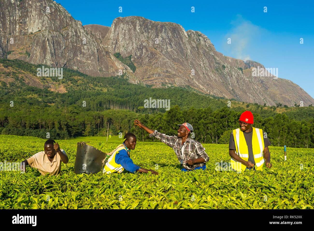 Tea pickers on a tea estate on Mount Mulanje, Malawi, Africa Stock ...