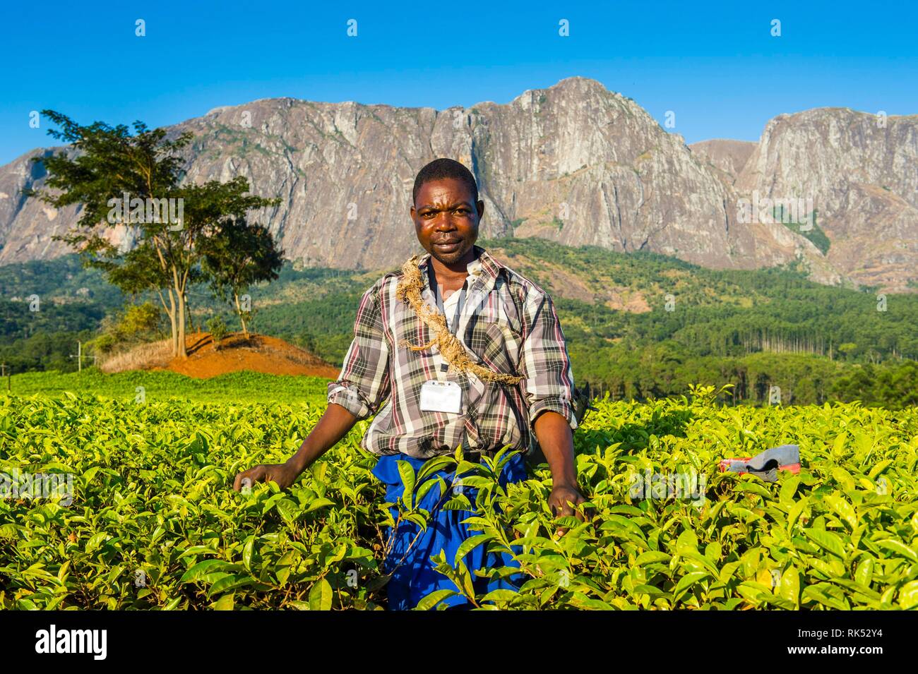 Tea picker on a tea estate on Mount Mulanje, Malawi, Africa Stock Photo ...