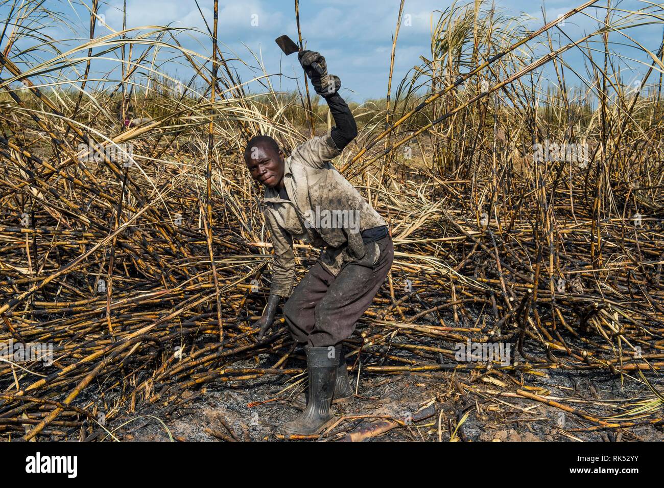 Sugar cane cutter in the burned sugar cane fields, Nchalo, Malawi ...