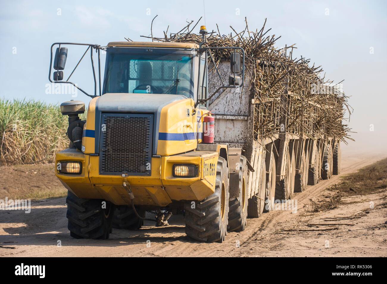 Full loaded sugar cane truck driving through the sugar cane fields on a ...