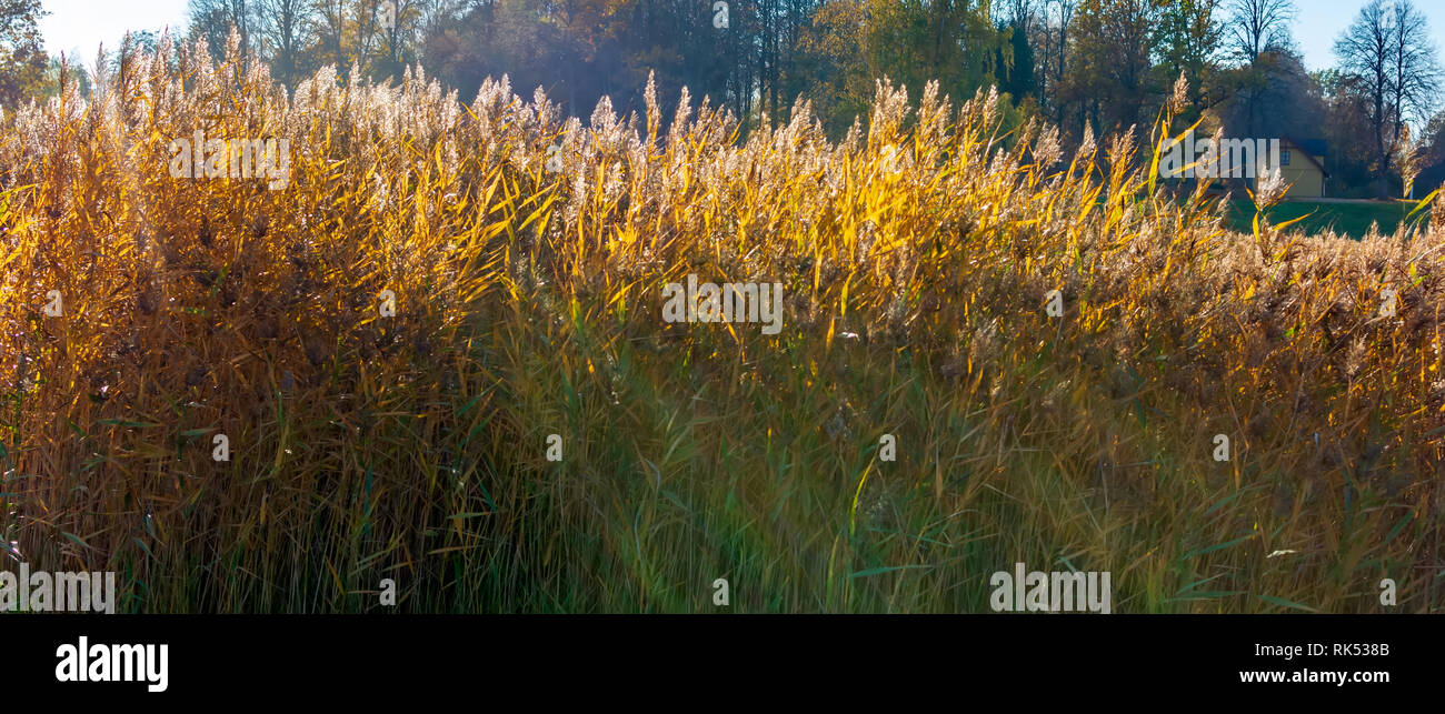 Stalks of reed against the autumn golden sun. Sun rays shining through ...