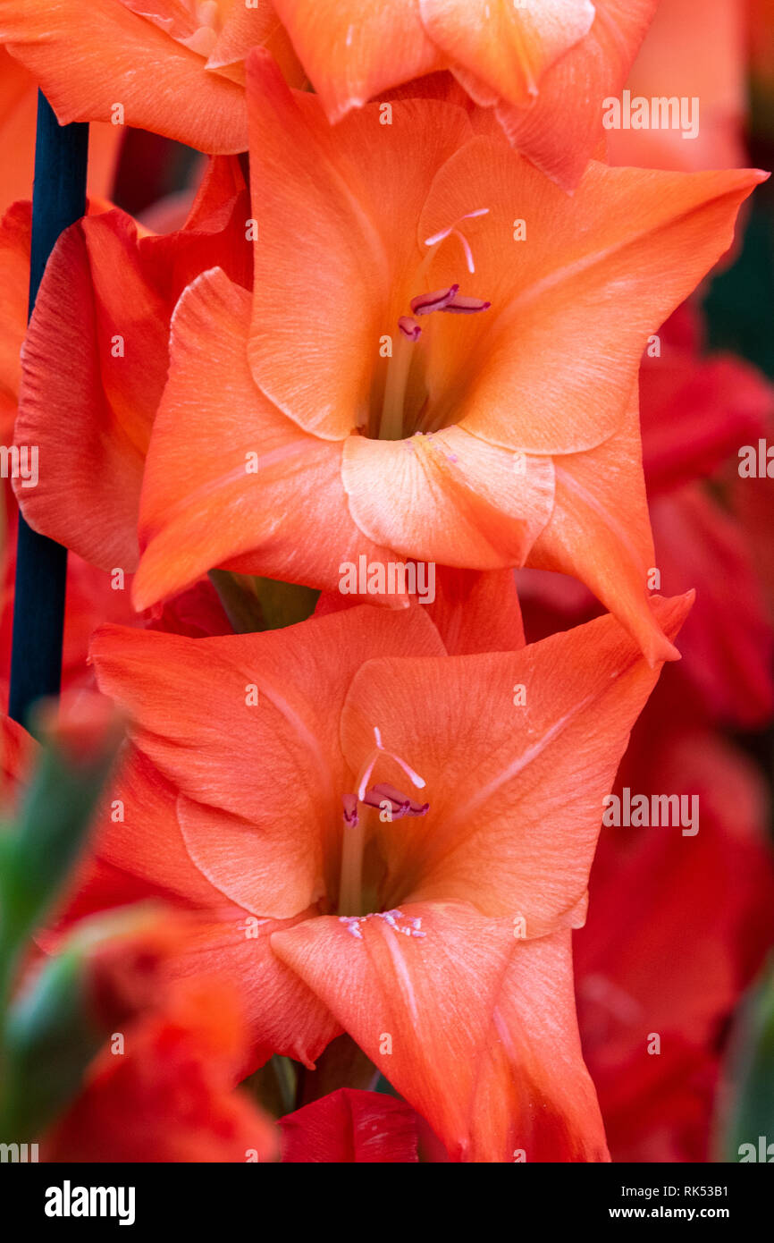Lucifer lily hi-res stock photography and images - Alamy