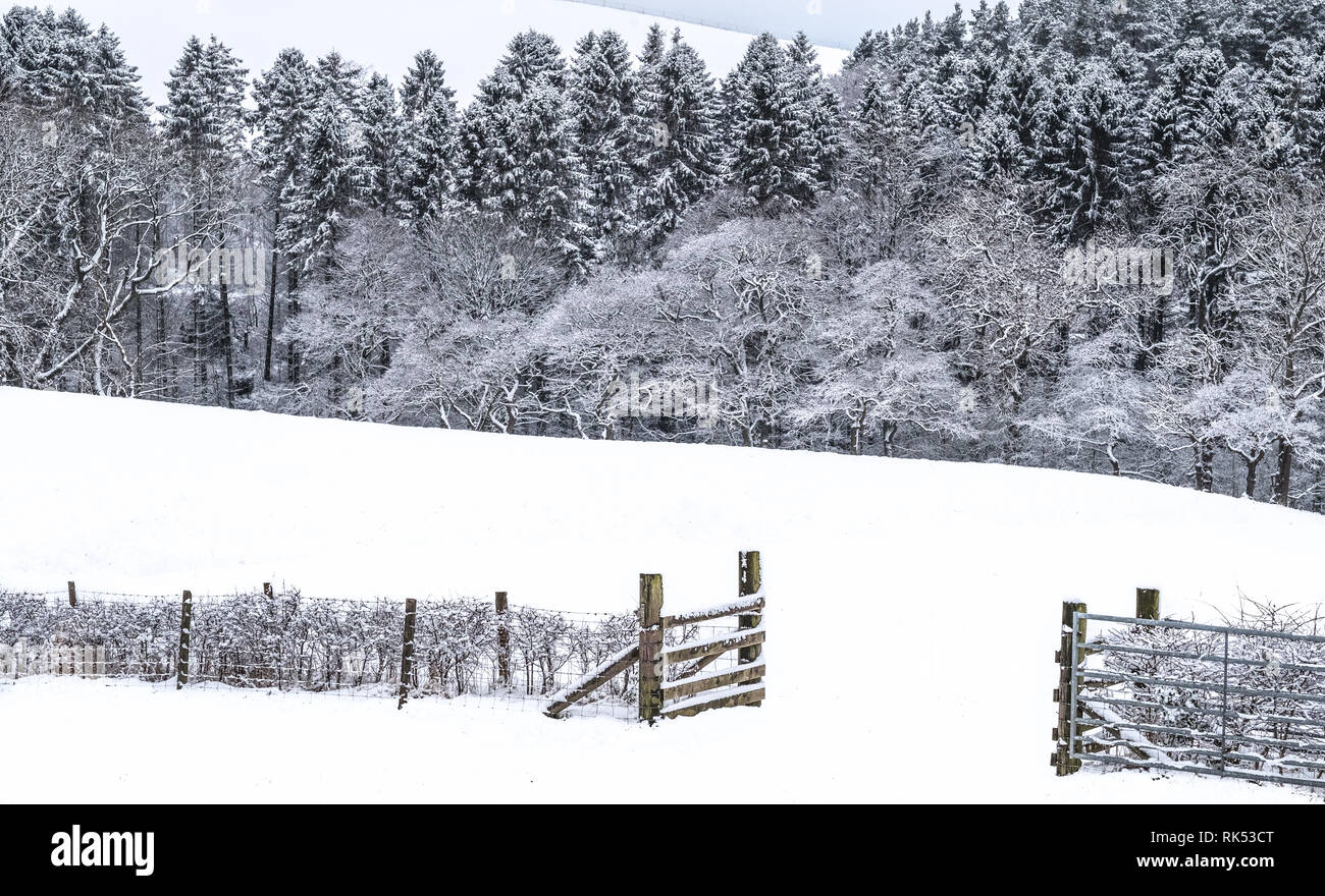 Gate and woodland in winter covered in snow Stock Photo - Alamy