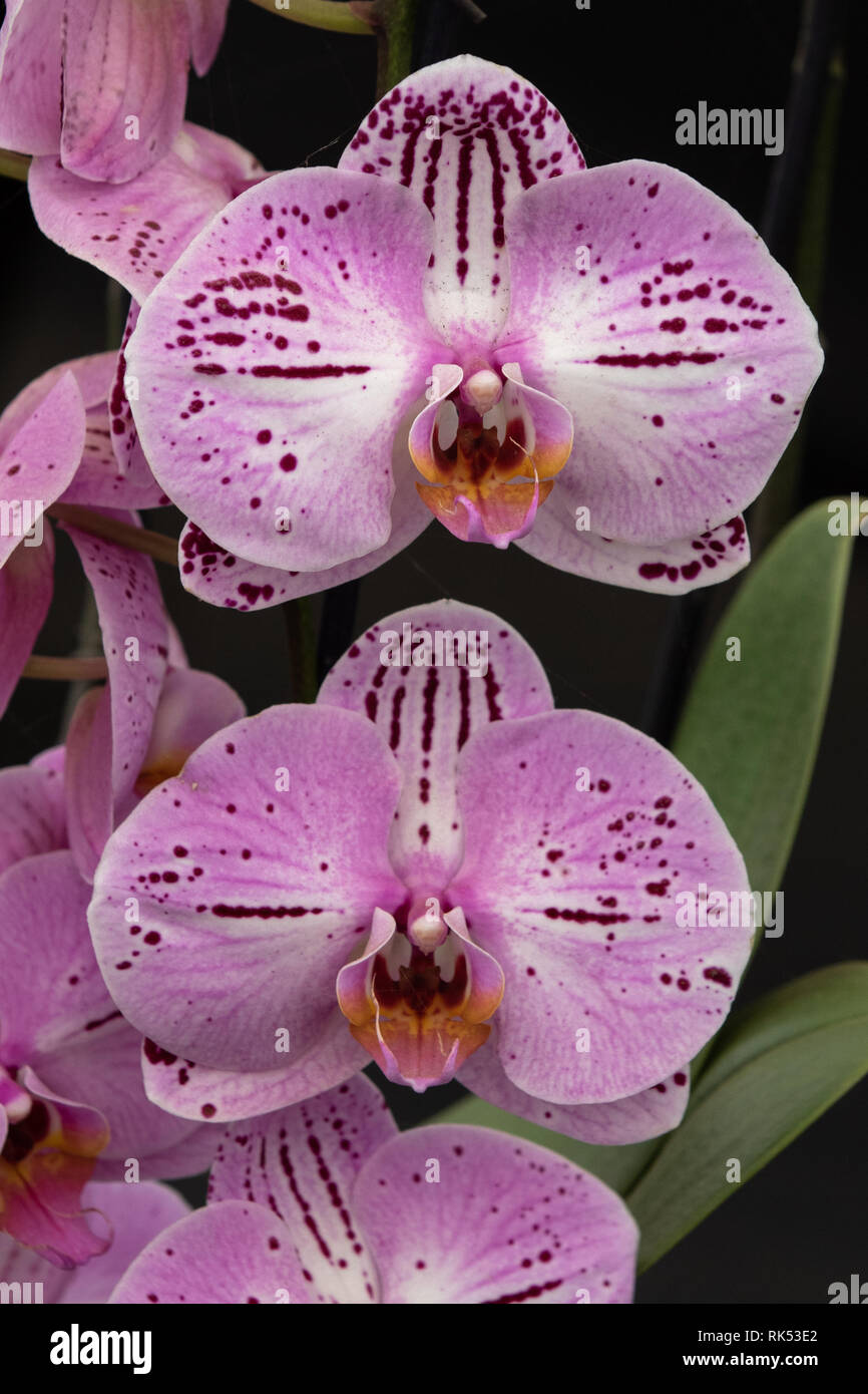 Orchid Phalaenopsis Lady Sakara in full flower Stock Photo - Alamy