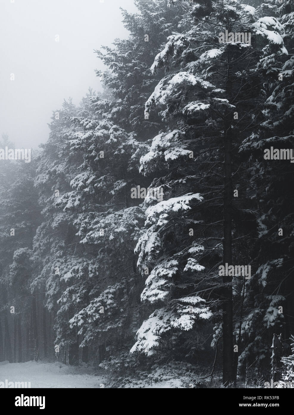 Snowbound spruce forest hi-res stock photography and images - Alamy