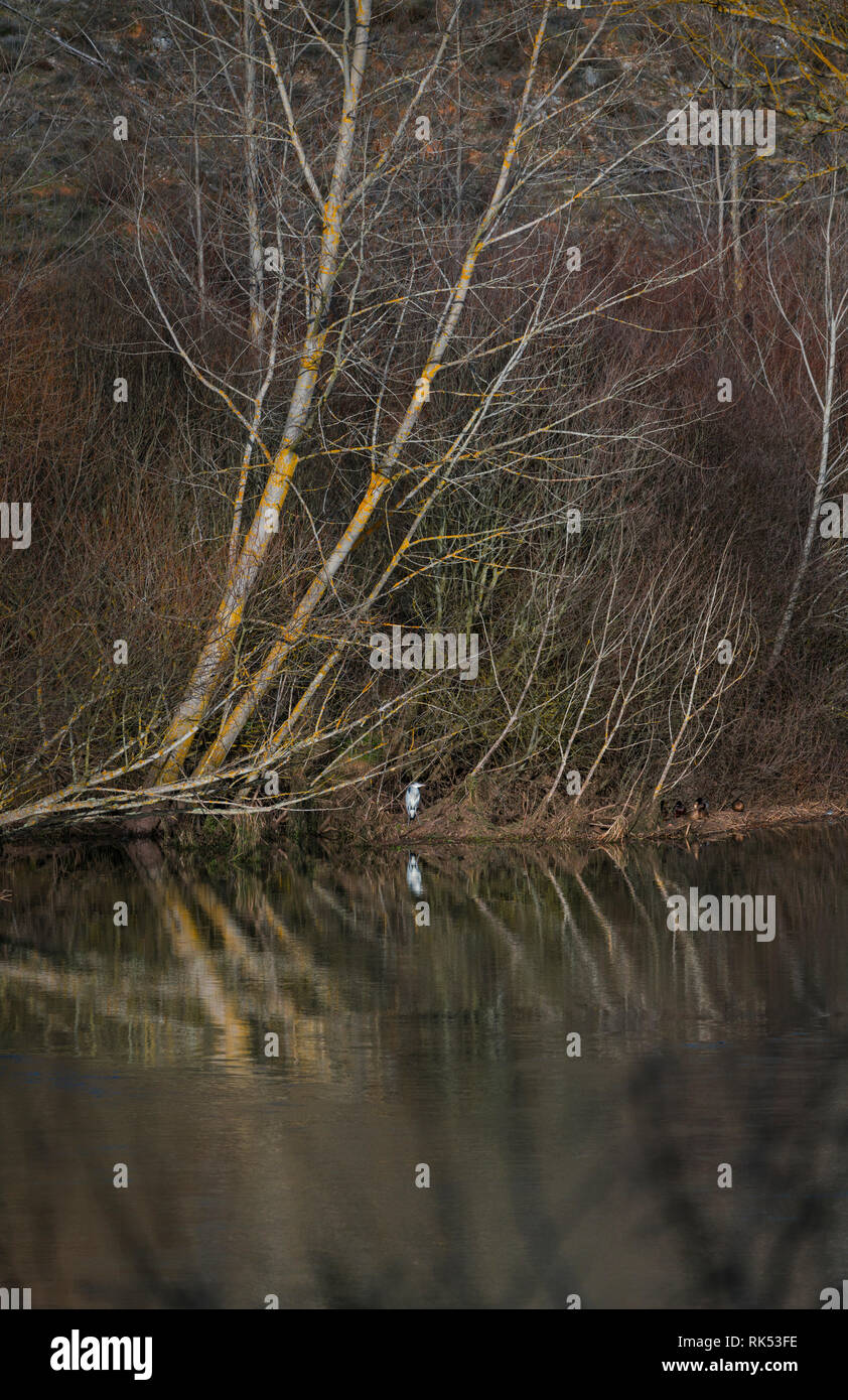 GREY HERON - GARZA REAL (Ardea cienerea), Cañón de la Horadada ...