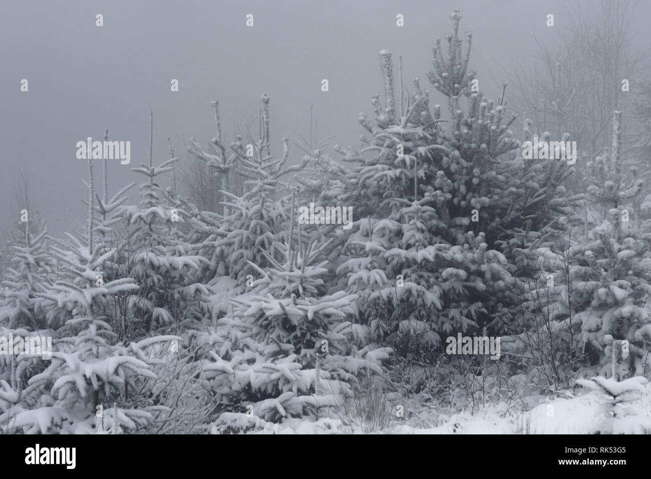 Snowbound spruce trees hi-res stock photography and images - Alamy