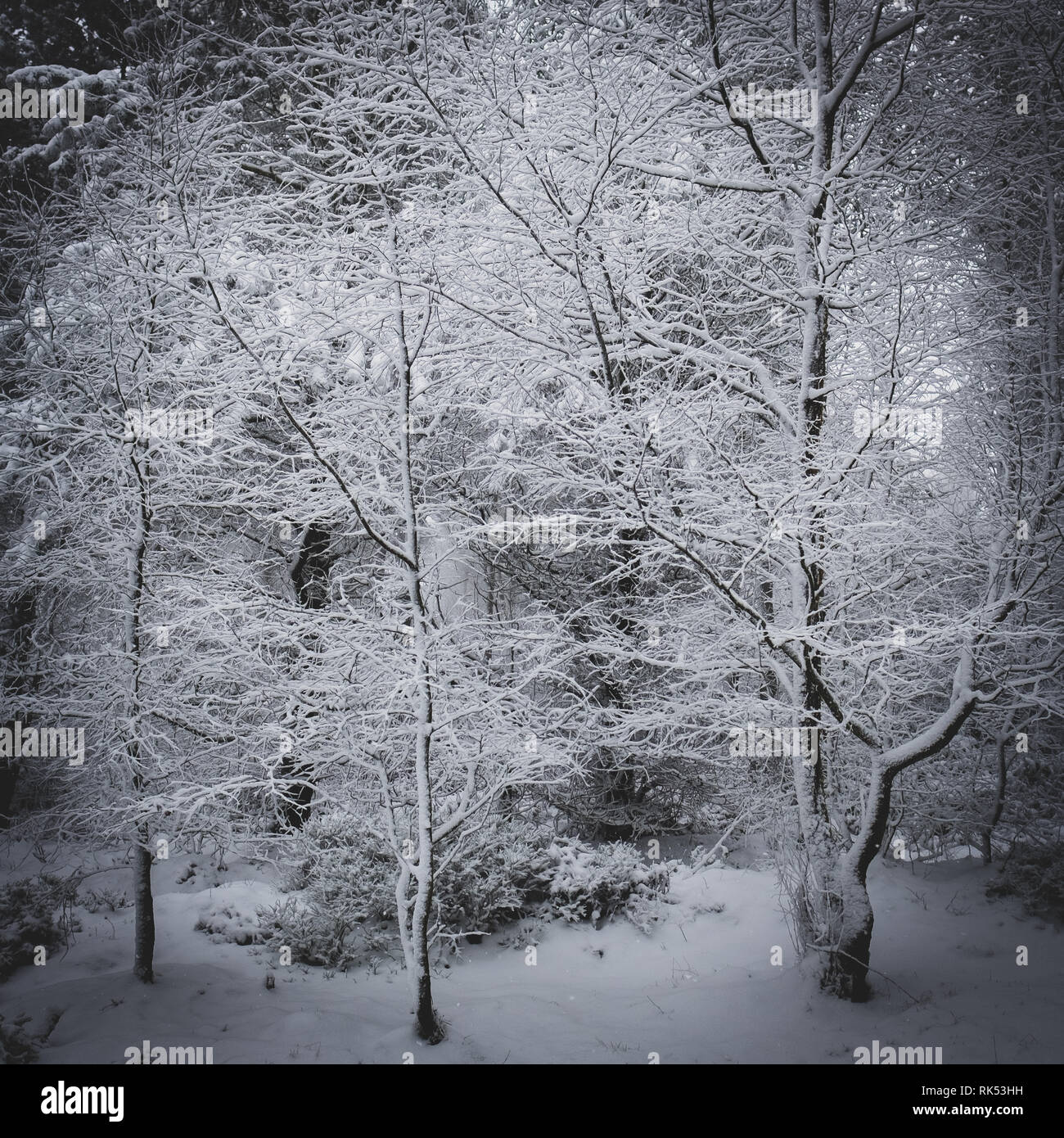Beautiful winter woodland scene hi-res stock photography and images - Alamy