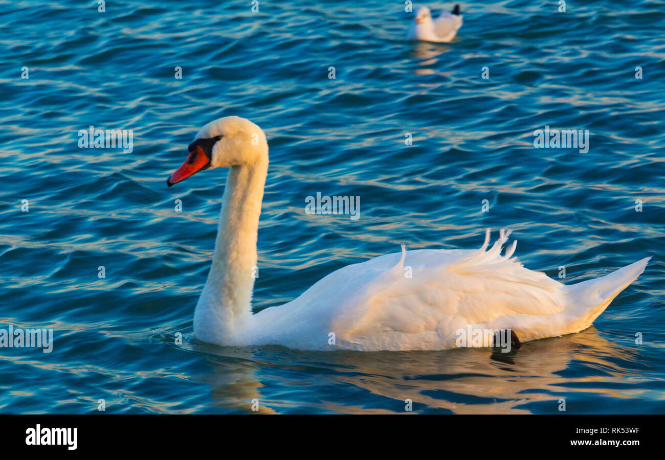 Water birds swan duck seagull hi-res stock photography and images - Alamy