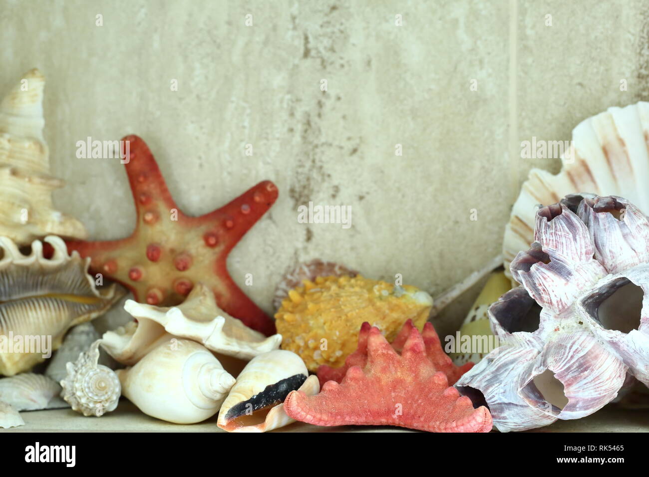 Shells of crustaceans in various colors and shapes as a bathroom or ...