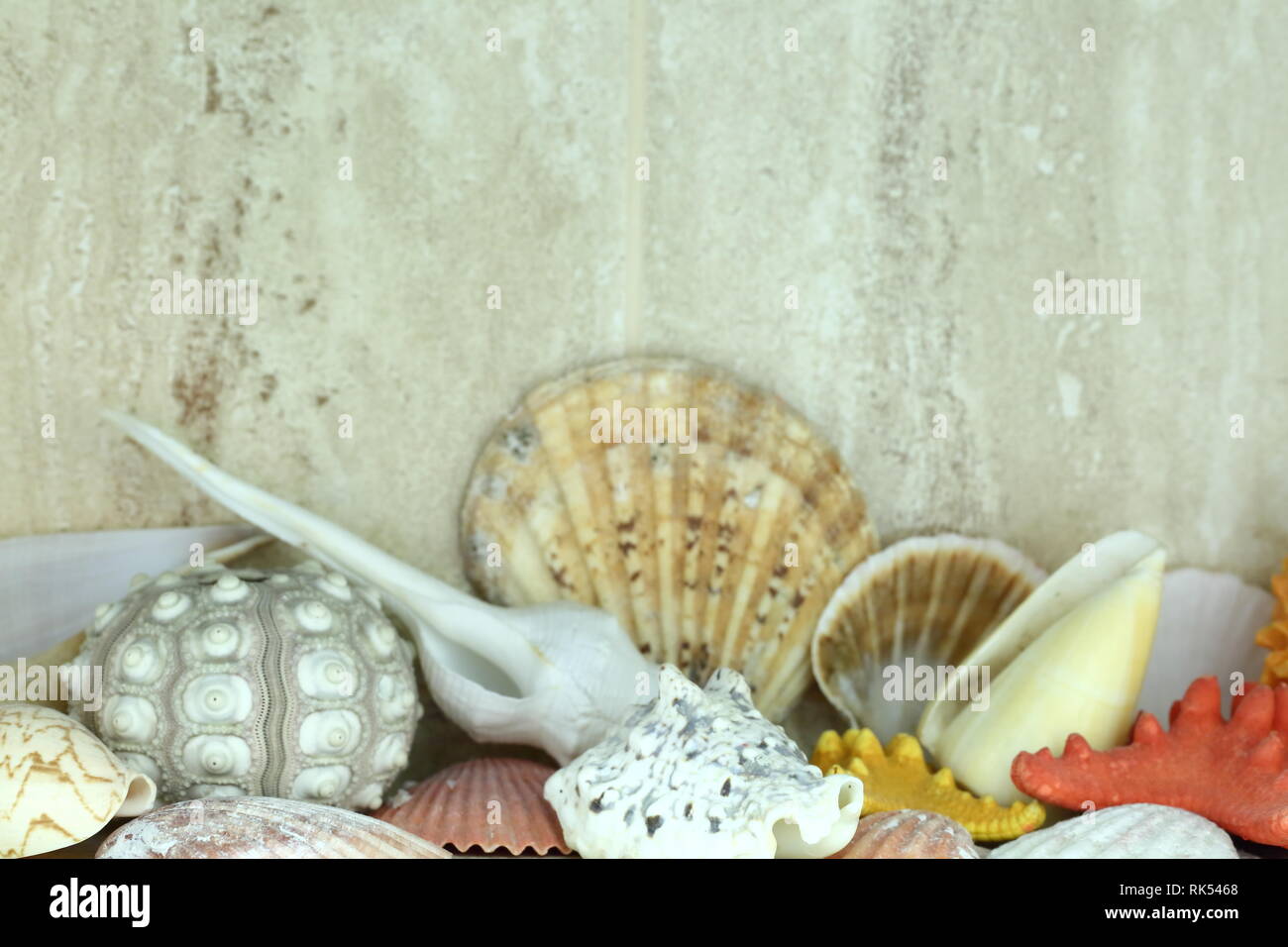 Shells of crustaceans in various colors and shapes as a bathroom or ...