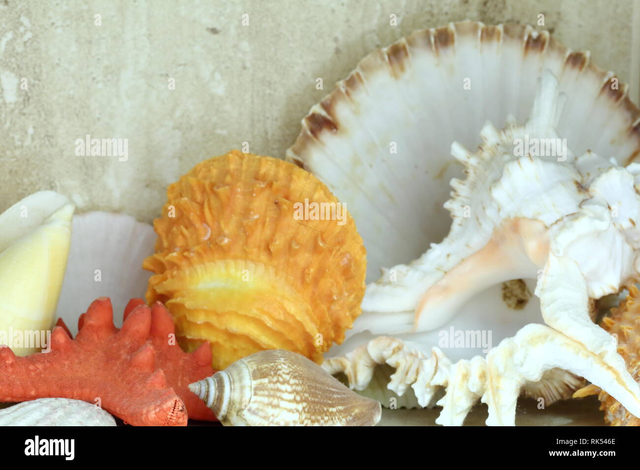 Various sea urchin shells hi-res stock photography and images - Alamy