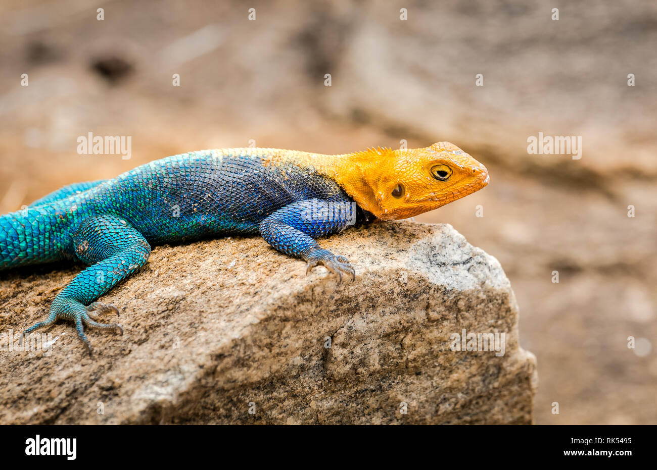 Closeup of colorful african lizard in Kenya Stock Photo - Alamy