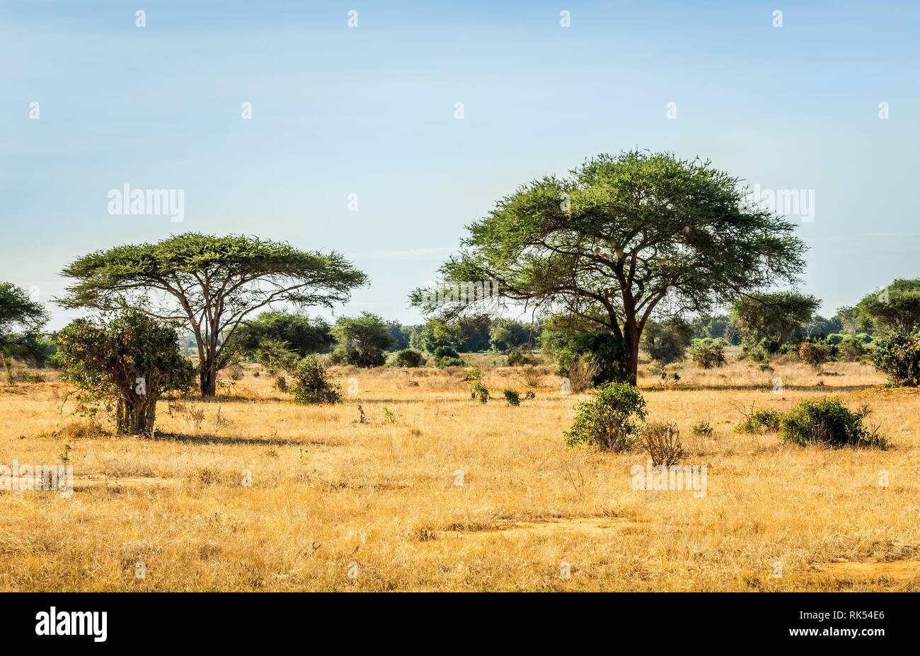 Unique savannah plains landscape with acacia tree in Kenya Stock Photo ...