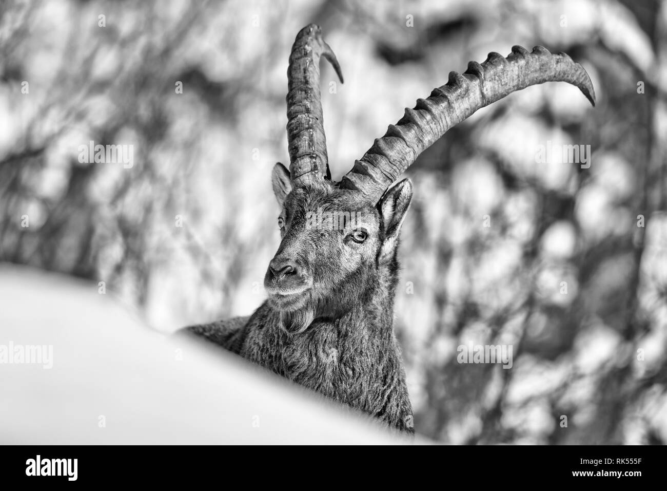 Isolated woodland habitat Black and White Stock Photos & Images - Alamy