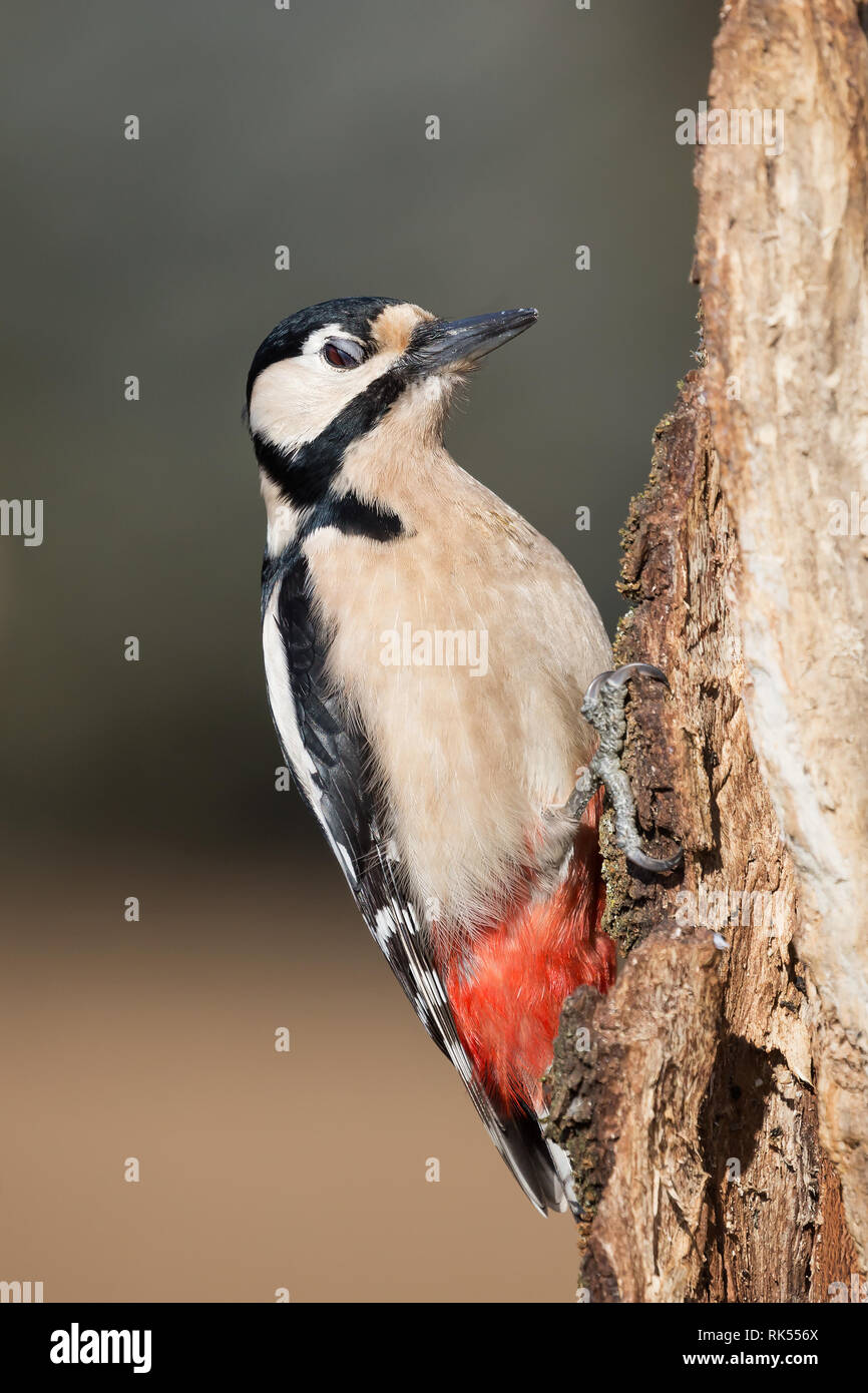 The great spotted woodpecker (Dendrocopos major Stock Photo - Alamy