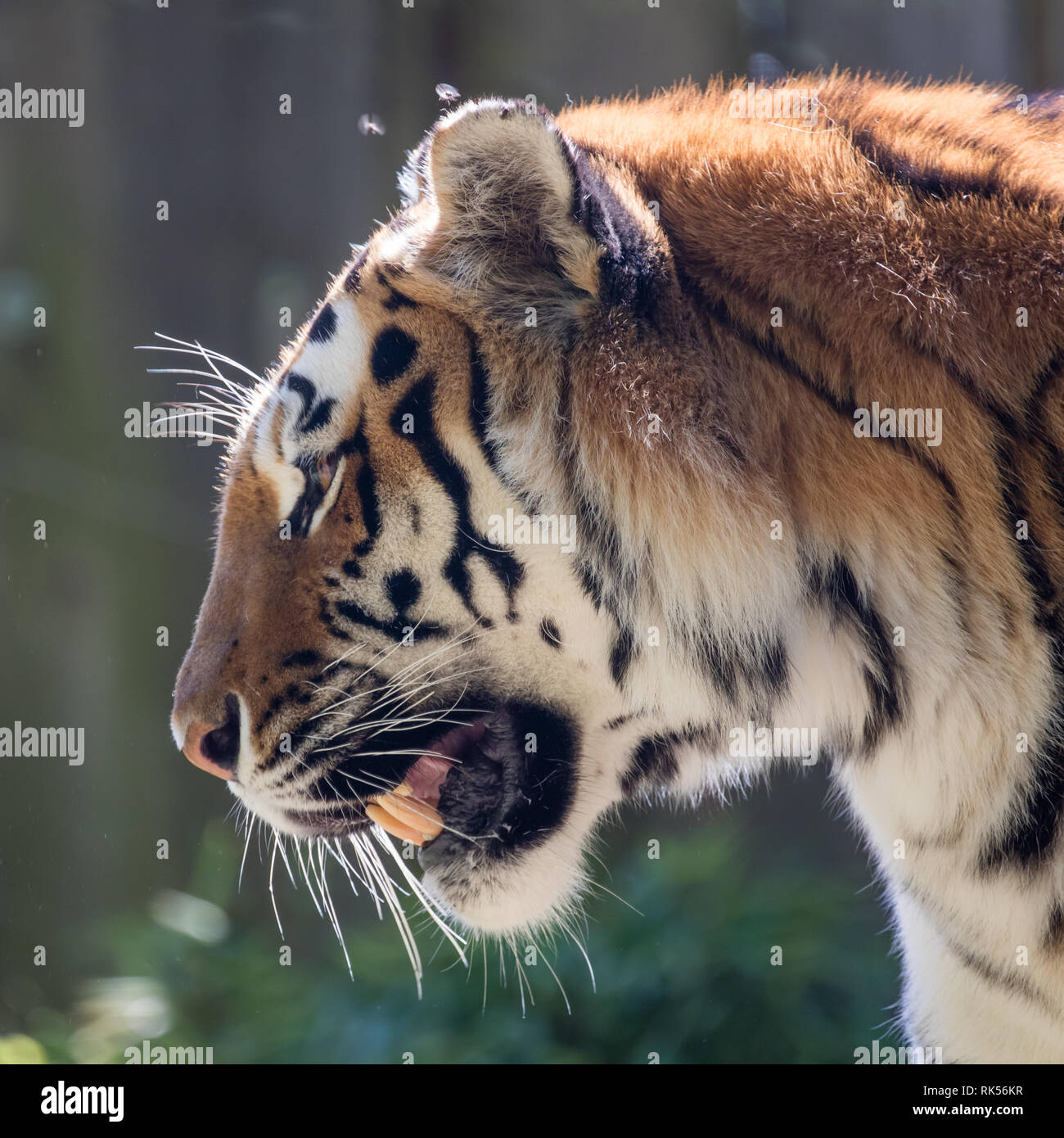 Tiger back of head hi-res stock photography and images - Alamy