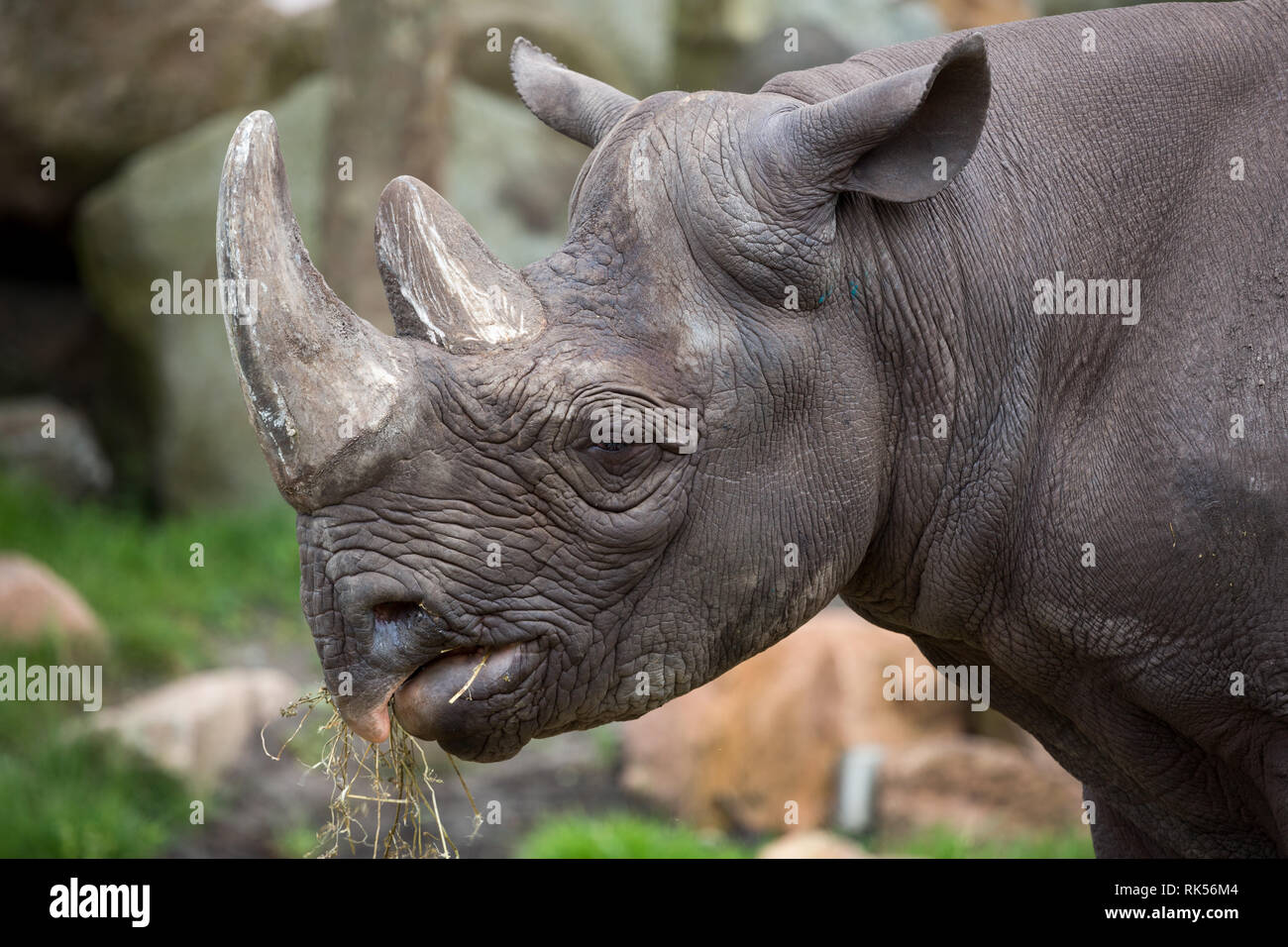 Closeup head of rhinoseros Stock Photo - Alamy