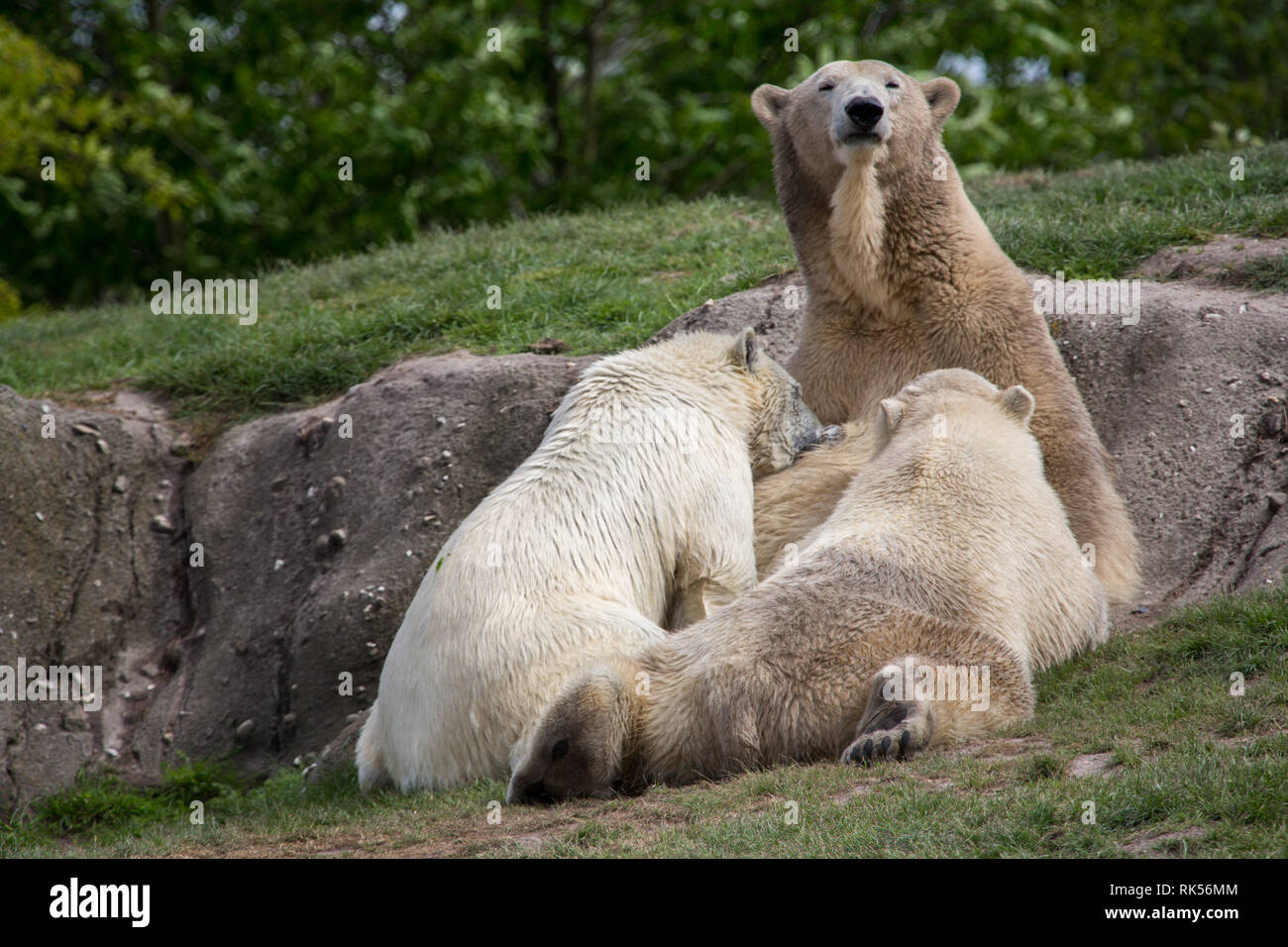 Female white polar bear feeding her two children Stock Photo - Alamy