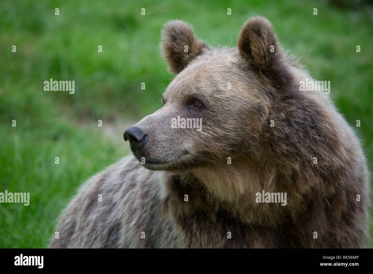 Brown bear looking at the side Stock Photo - Alamy